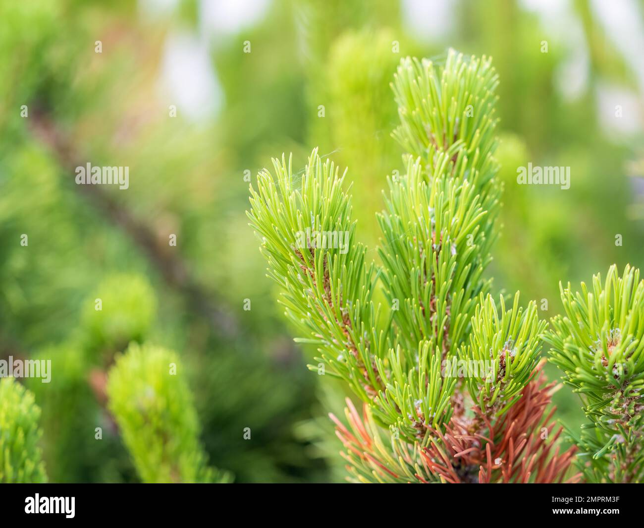 Fir branches with fresh shoots in spring. Young green shoots of spruce ...