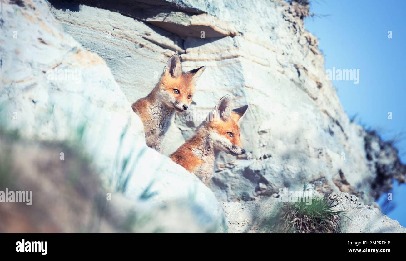 Cute fox Vulpes vulpes cub has climbed out of the burrow and is looking ...