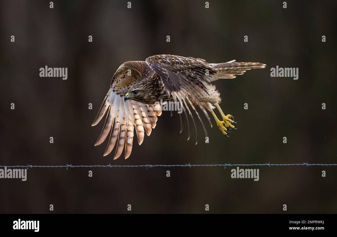 A juvenile Cooper's hawk during flight. Accipiter cooperii Stock Photo ...