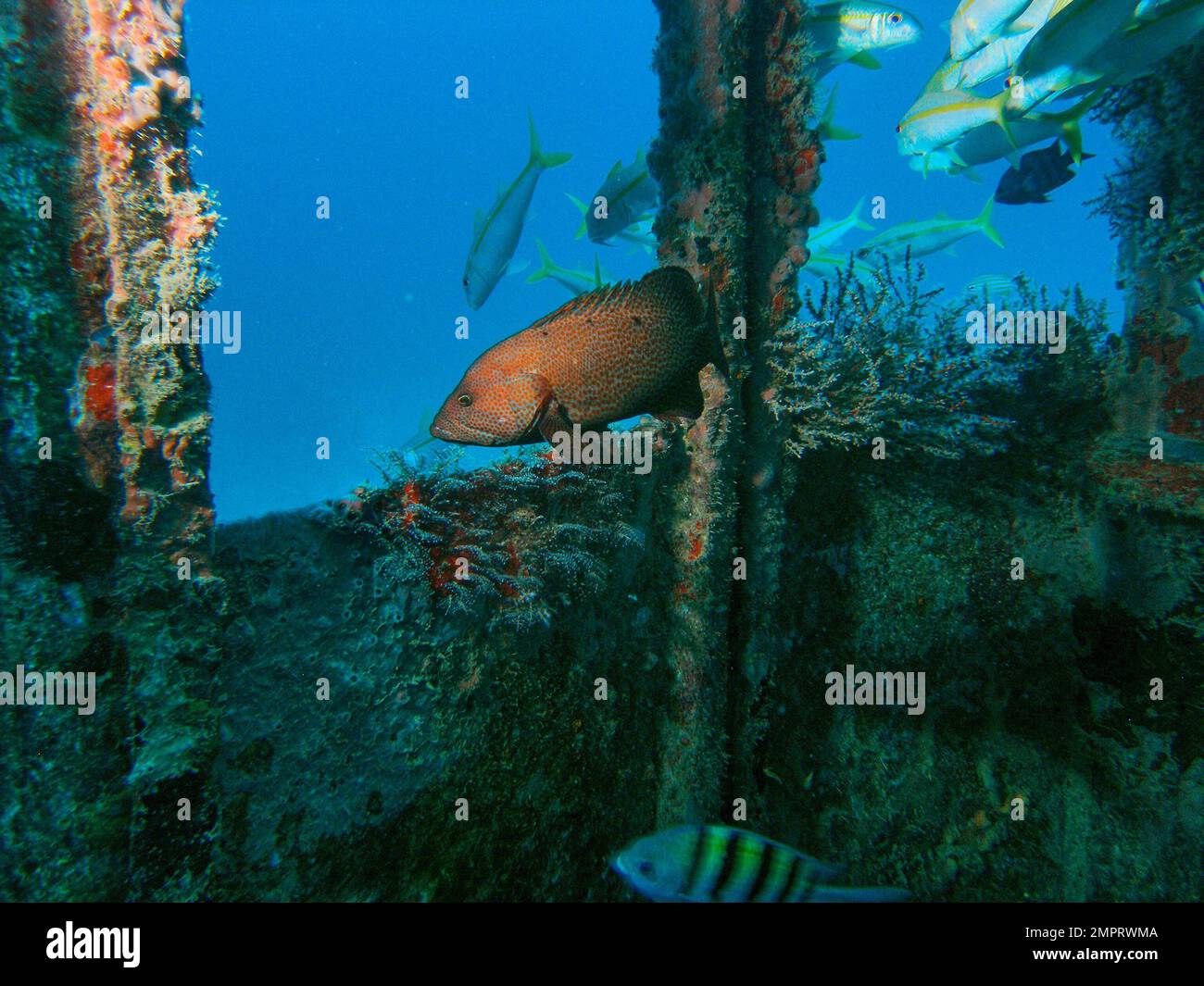 The graysby, Cephalopholis cruentata with other fish swimming in a ...
