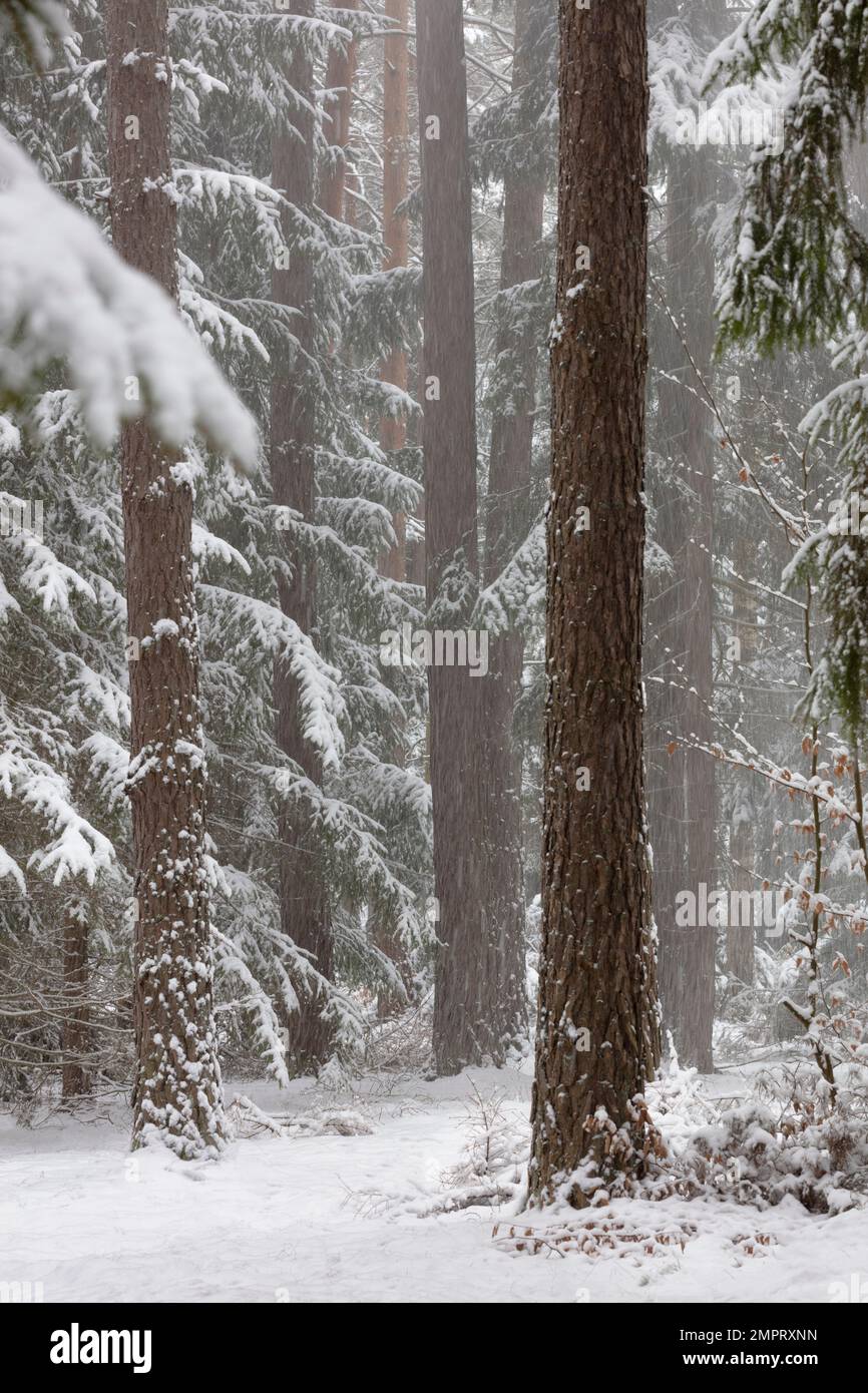 Piska hi-res stock photography and images - Alamy