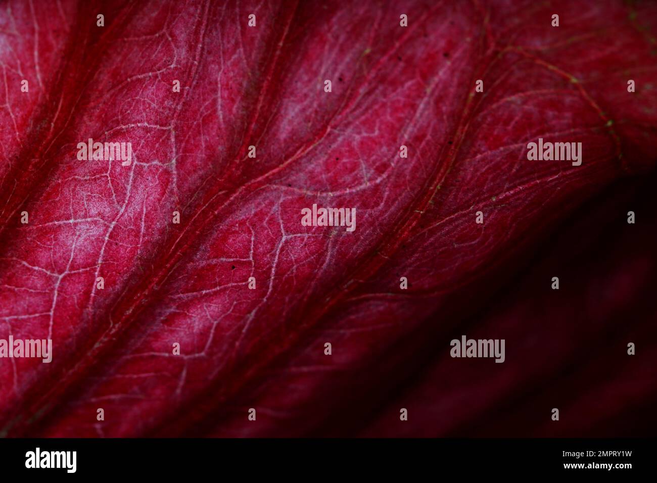 A macro shot of the detailed structure of the leaf with a maroon color ...