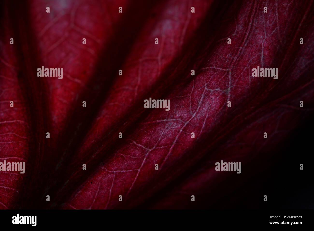 A macro shot of the detailed structure of the leaf with a maroon color ...