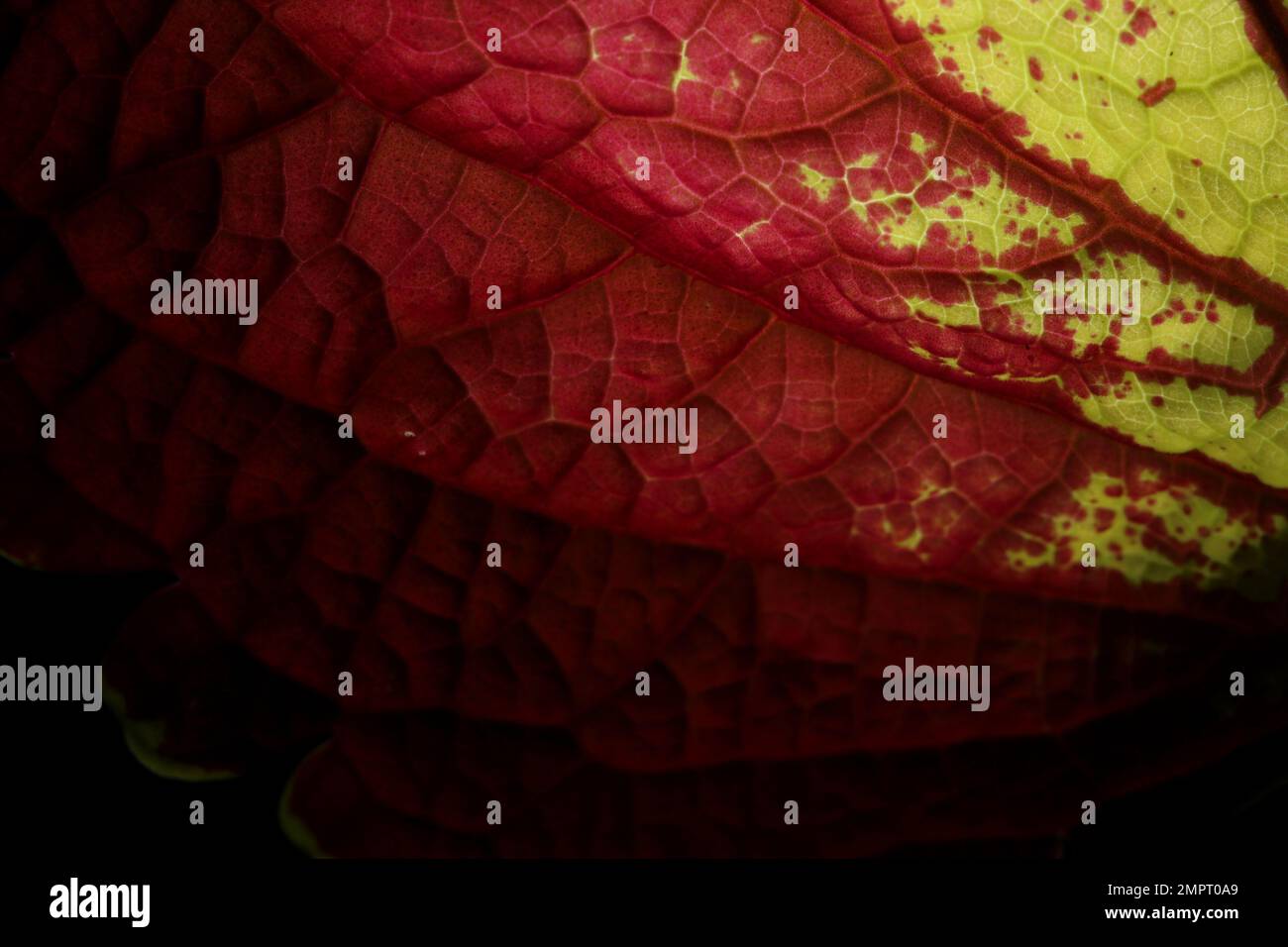 A macro shot of the detailed structure of the leaf with green and ...