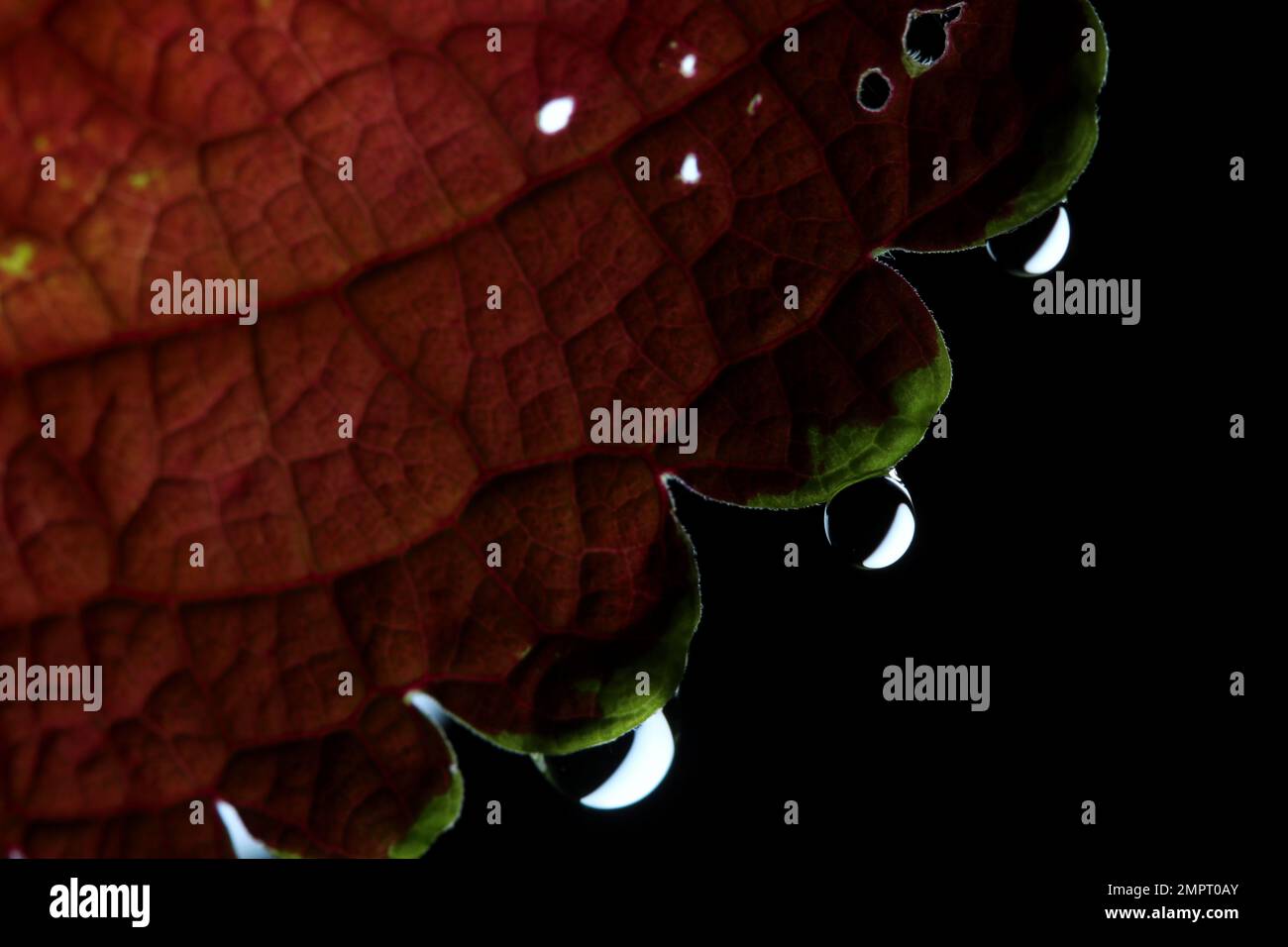 A macro shot of the detailed structure of the leaf with green and ...