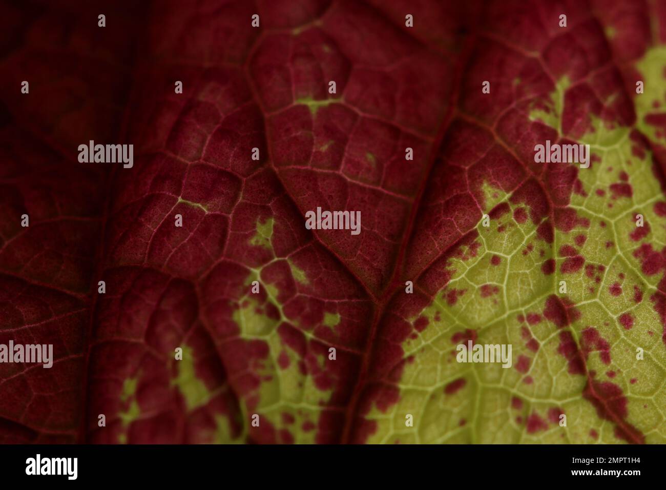 A macro shot of the detailed structure of the leaf with green and ...