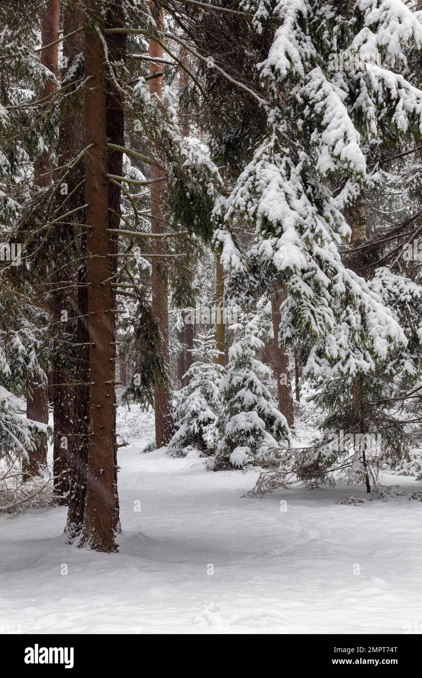 Pisz forest hi-res stock photography and images - Alamy