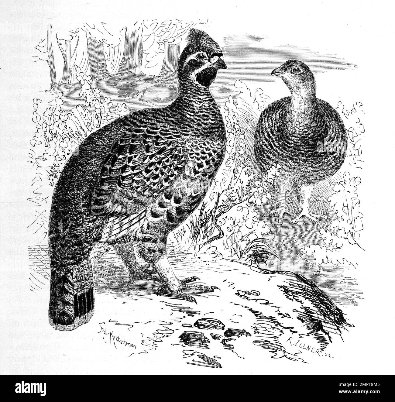 Vogel, Haselhuhn, Tetrastes bonasia, Syn. Bonasa bonasia, Historisch ...