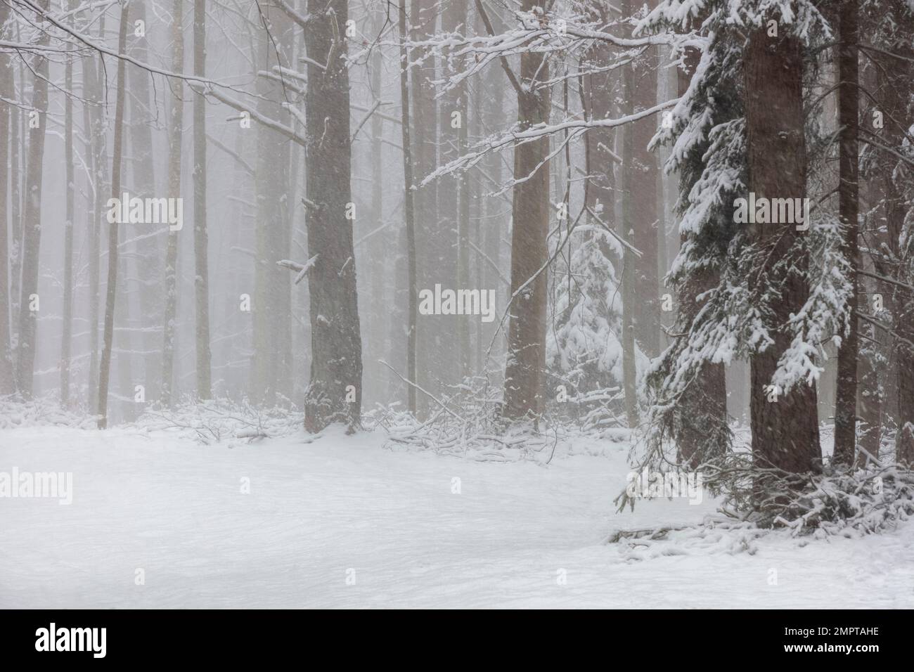 Piska Forest in winter weather, Poland Stock Photo - Alamy