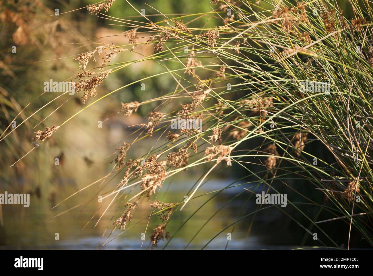 California garden grass hi-res stock photography and images - Alamy
