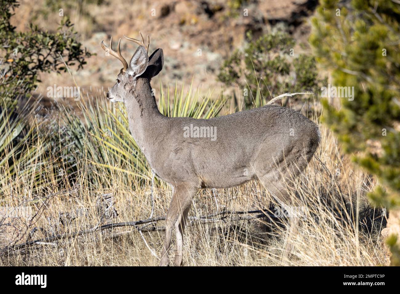 Coues Whitetail Deer Buck in the Chiricahua Mountains Arizona Stock ...