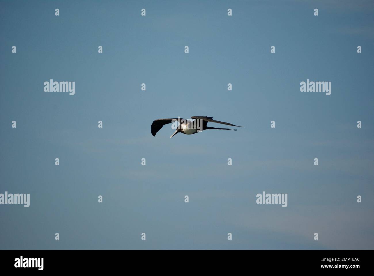 Tubenose bird hi-res stock photography and images - Alamy