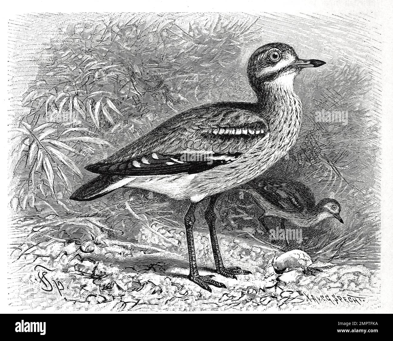 Triele hi-res stock photography and images - Alamy