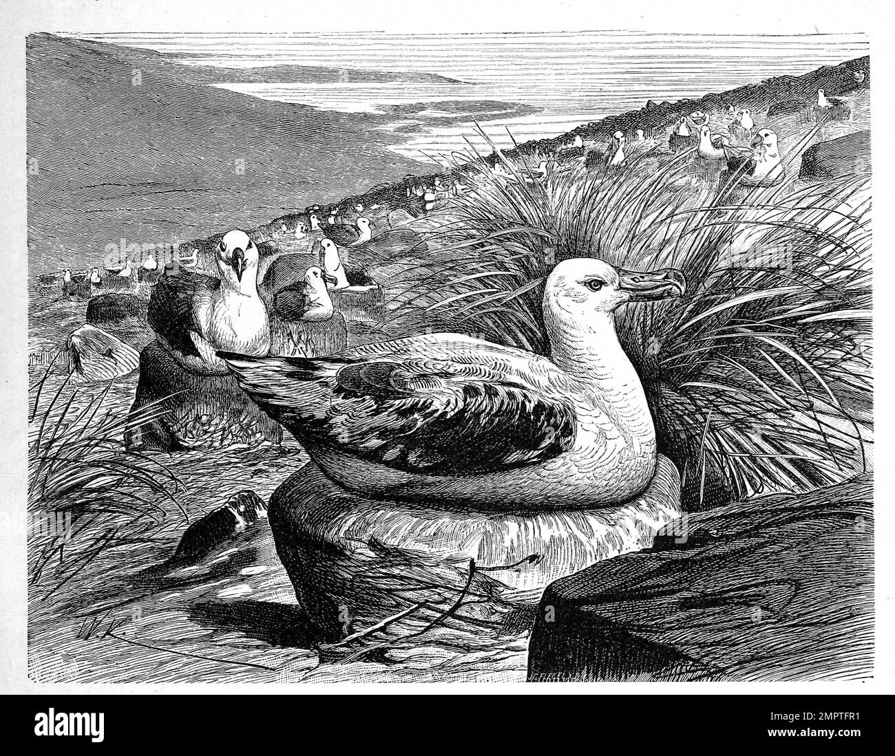 Vogel, Wanderalbatros, Diomedea exulans, sehr große Vogelart aus der ...