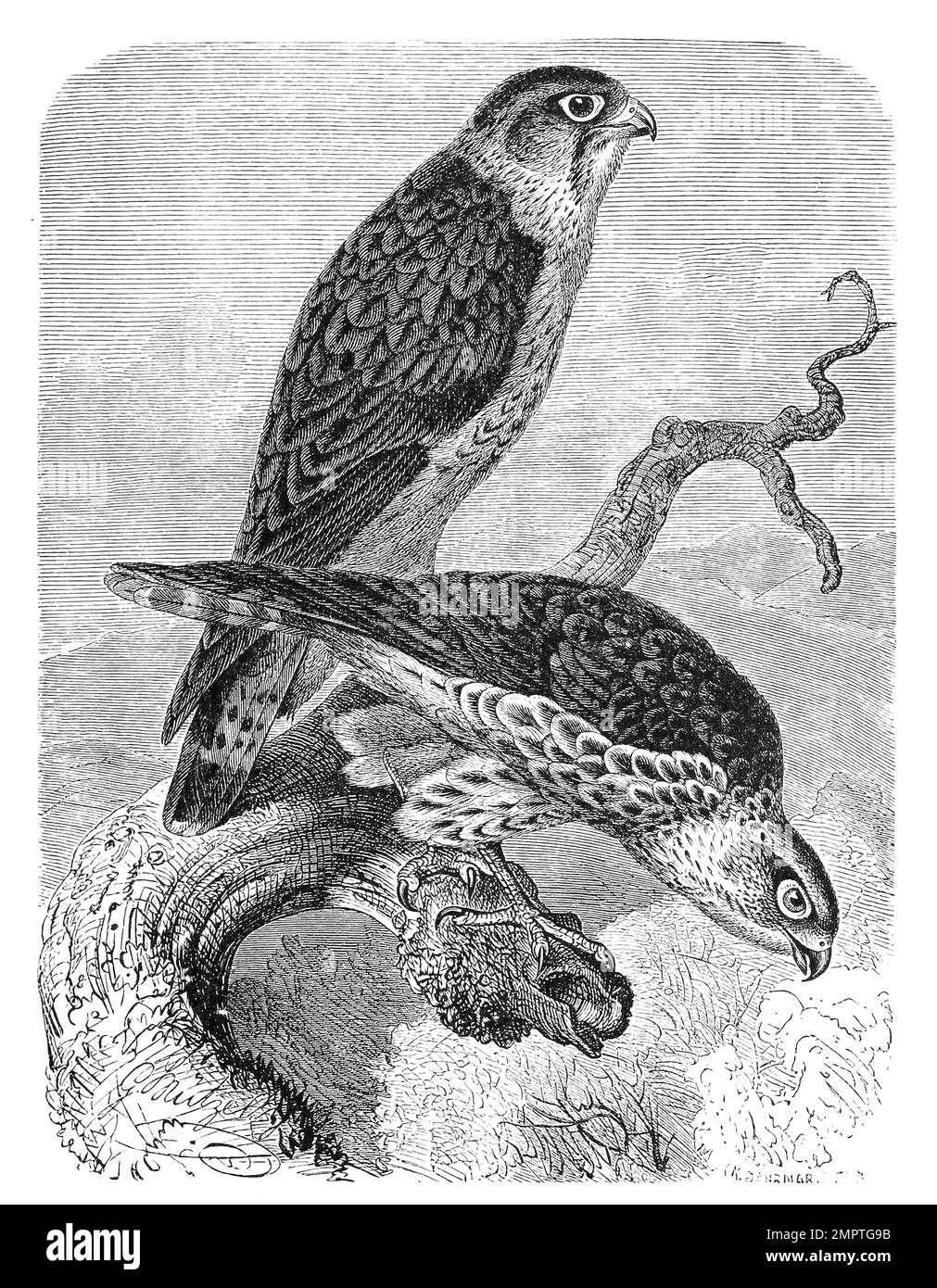 Bird familie Cut Out Stock Images & Pictures - Alamy