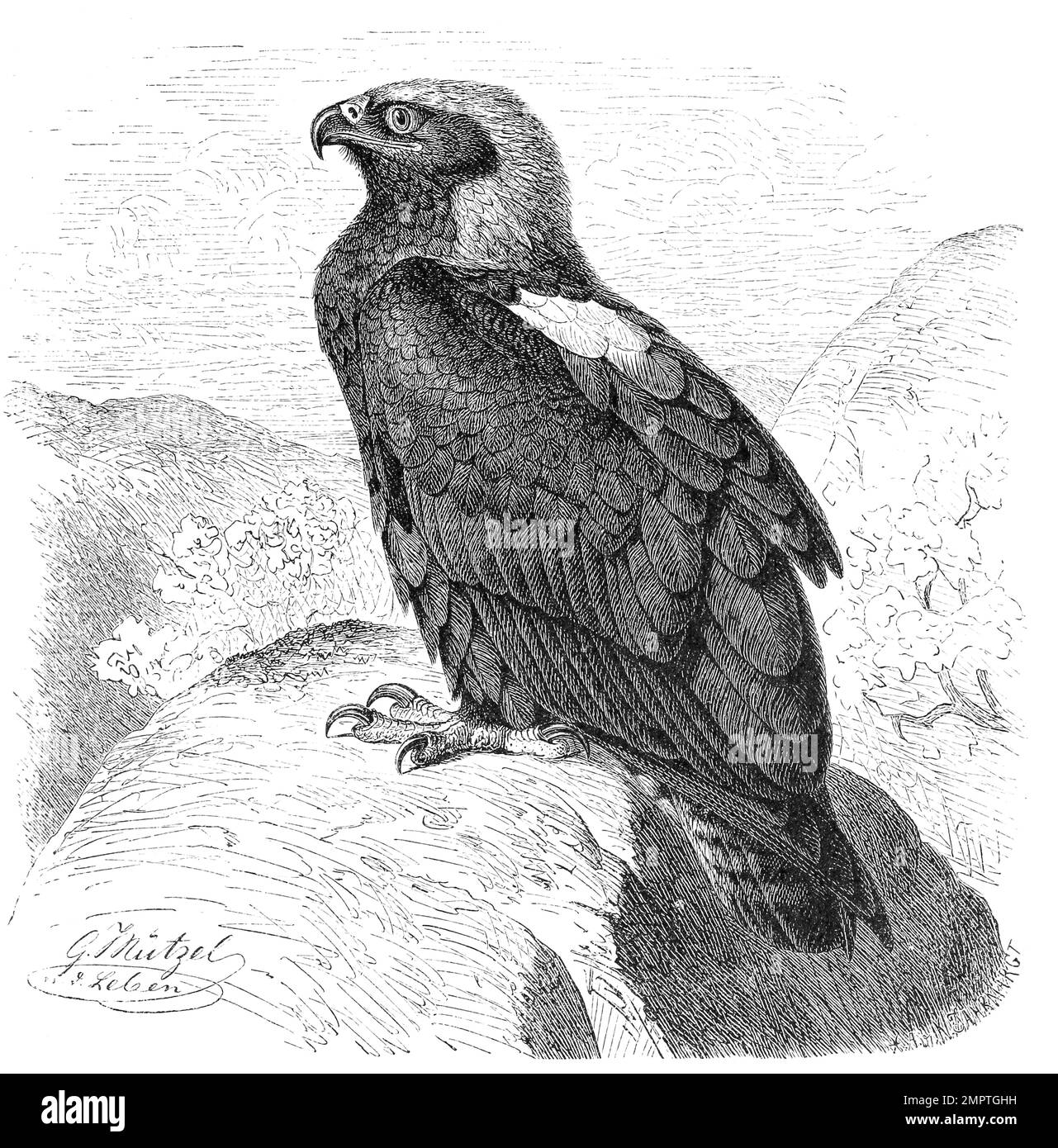 Vogel, Kaiseradler, auch Östliche Kaiseradler, Aquila heliaca, Vogelart ...