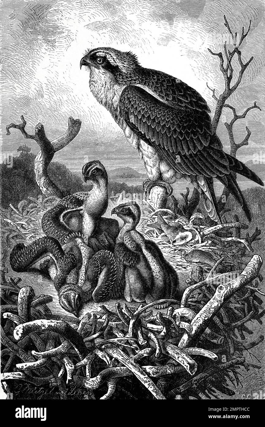 Vogel, Fischadler, Pandion haliaetus, Vogelart aus der Ordnung der ...