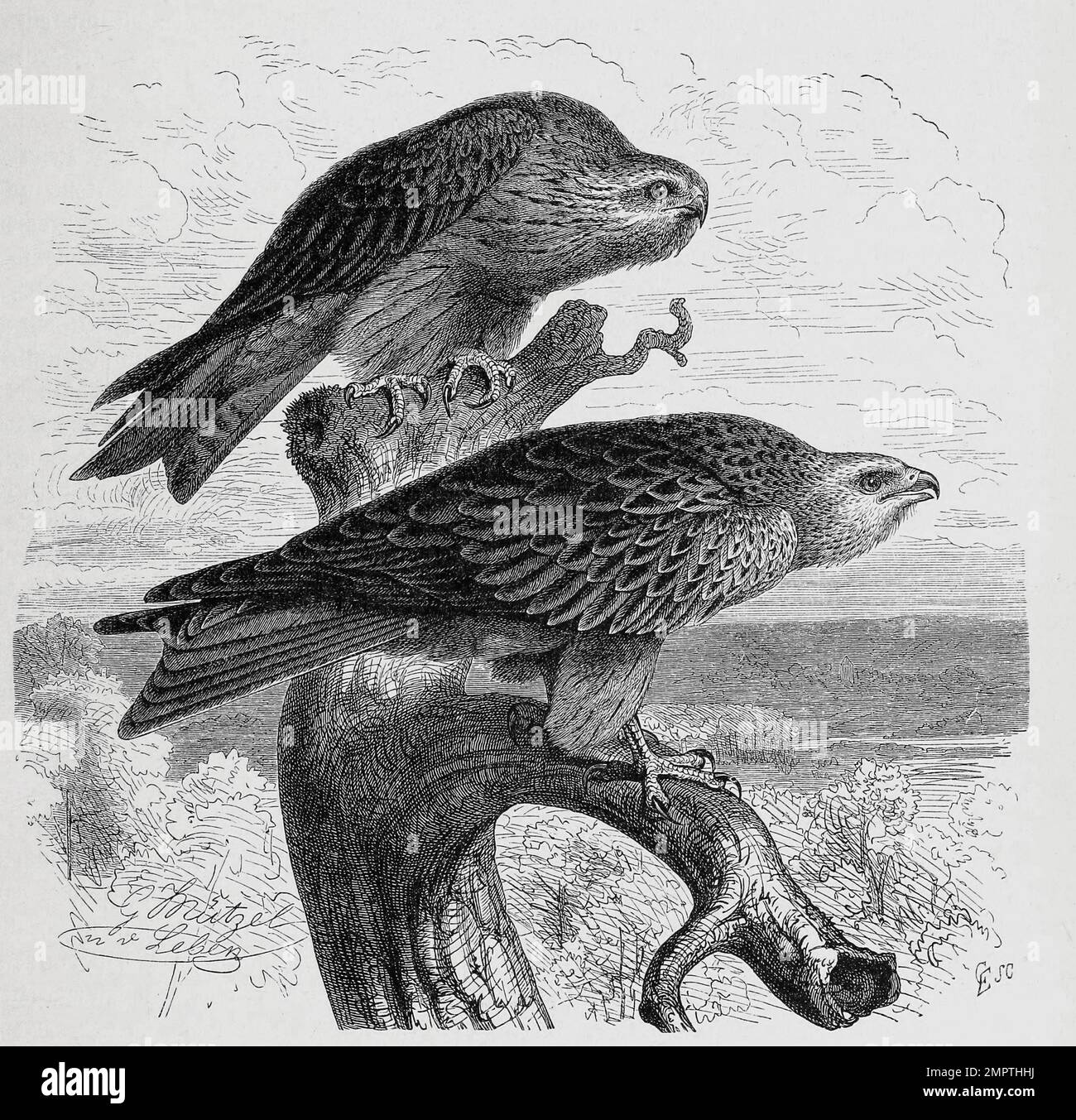 Milvus milvus illustration hi-res stock photography and images - Alamy