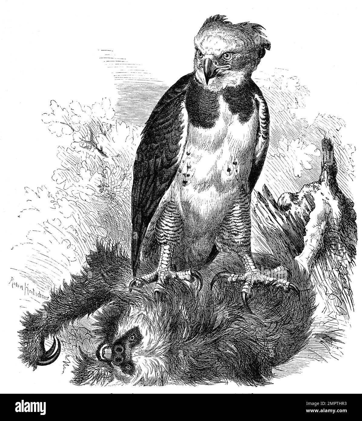 Harpyie Cut Out Stock Images & Pictures - Alamy