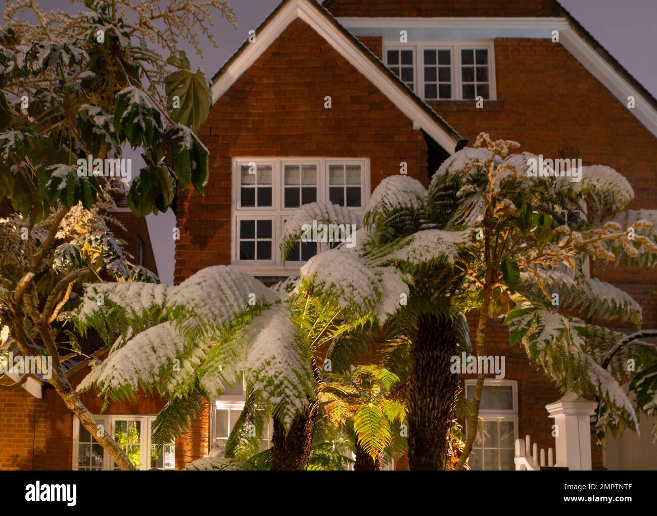 Snow covered Tree Ferns - Dixonia in a front garden in Bedford Park ...