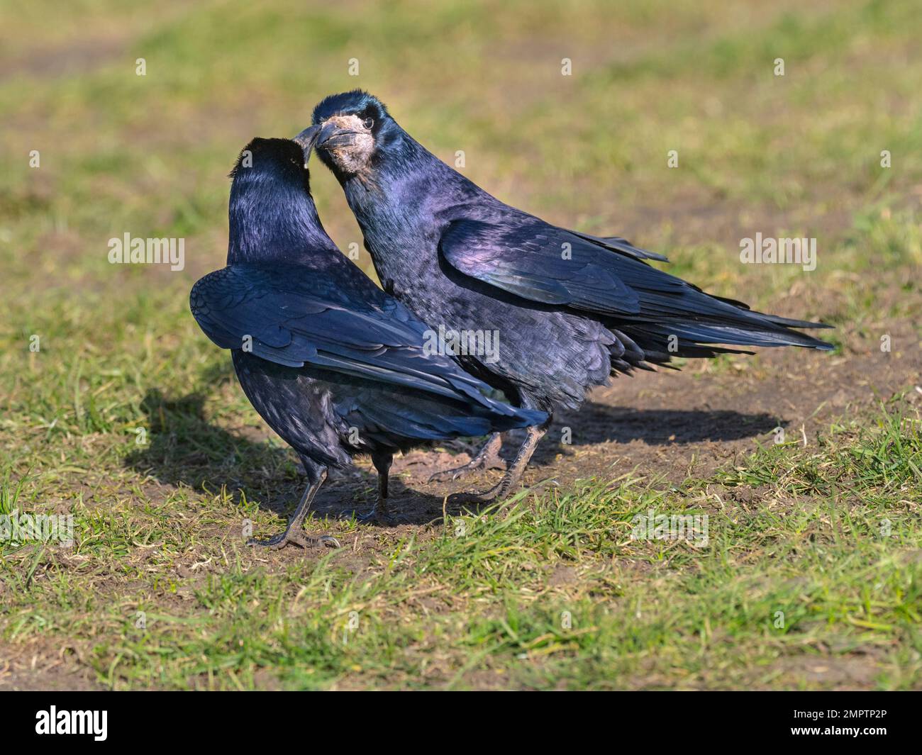 Rook pair Corvus frugilegus feeding in grassland East coast Norfolk ...