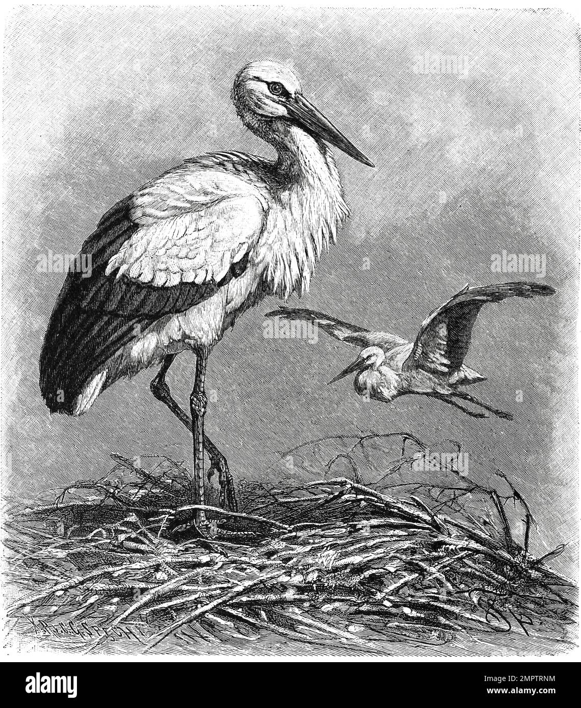 Vogel, Weißstorch, Ciconia ciconia, auch Klapperstorch genannt ...