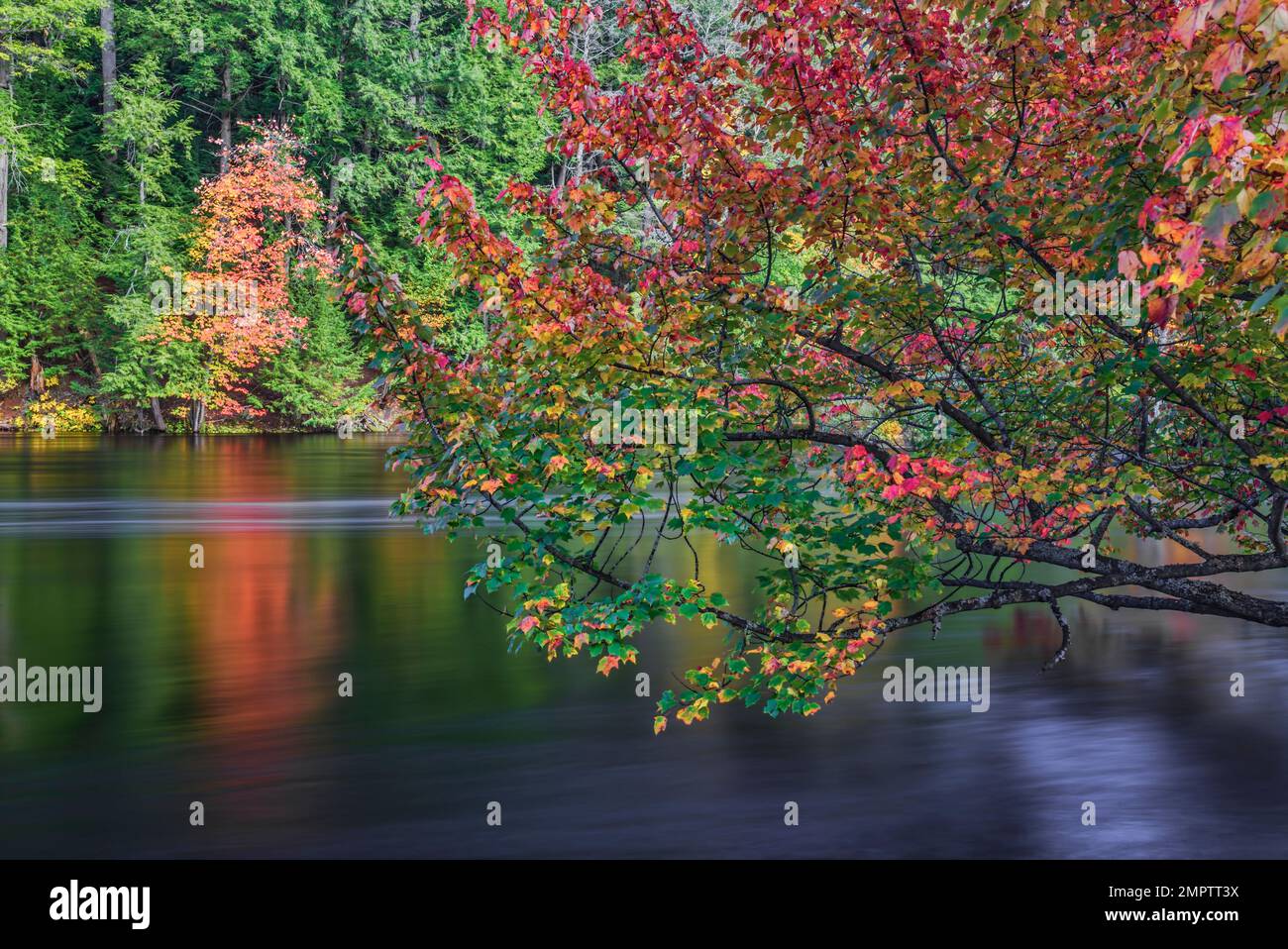 The Hope Tree, here showing its best look in autumn, is a popular ...