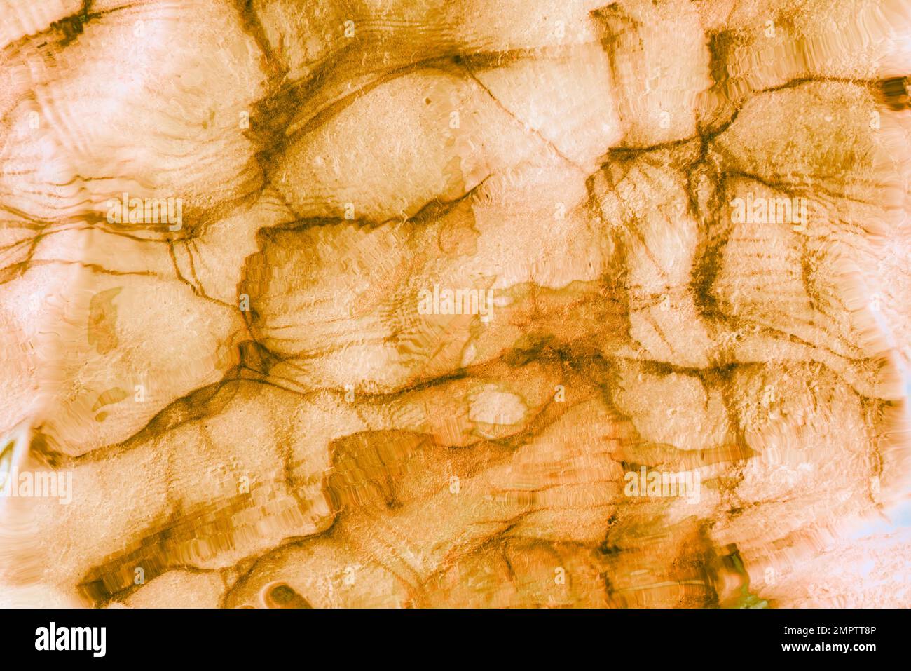 Abstract light surface with cracks or wrinkles of water or earth ...