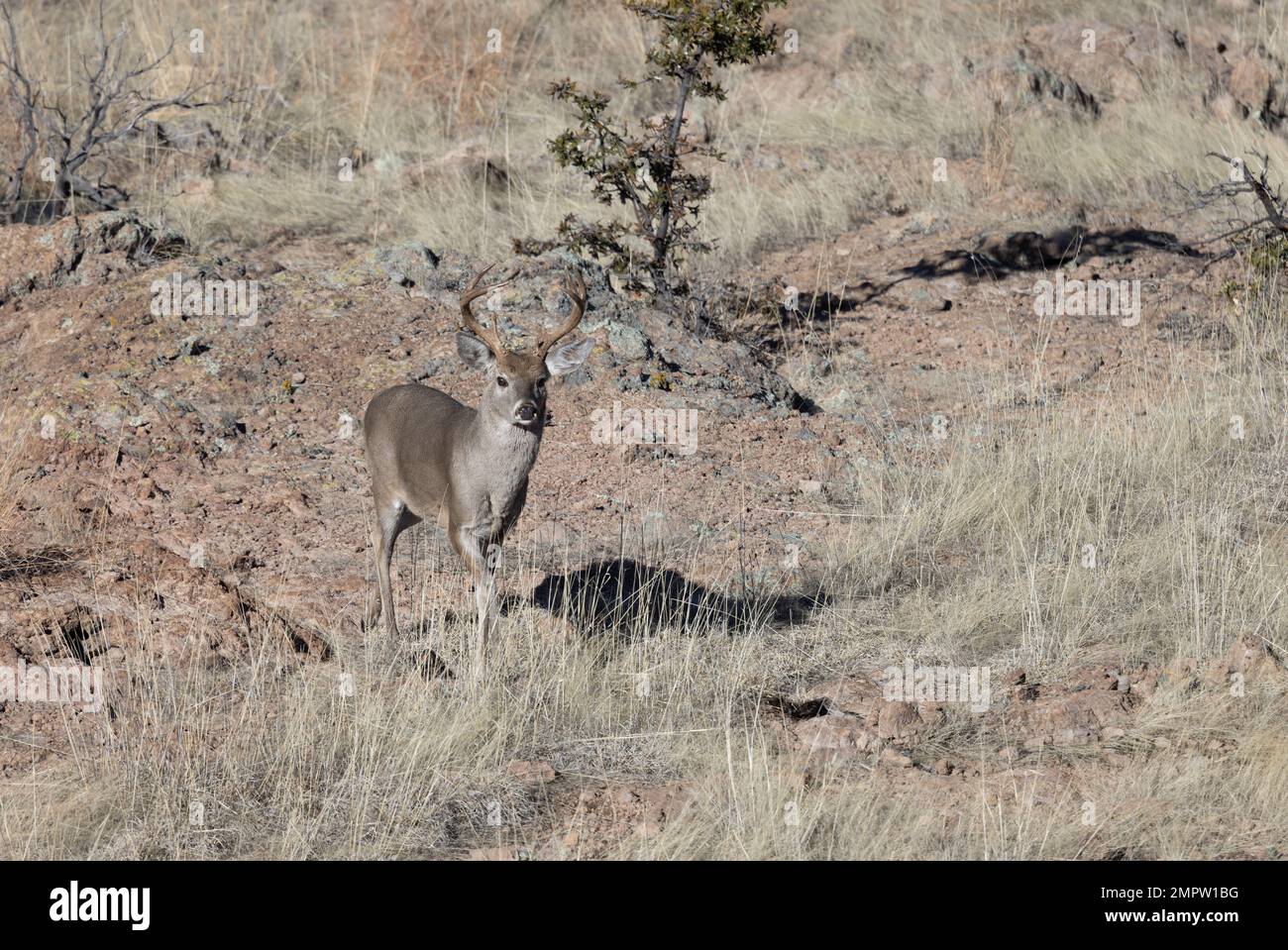 Coues Whitetail Deer Buck in the Chiricahua Mountains Arizona Stock ...