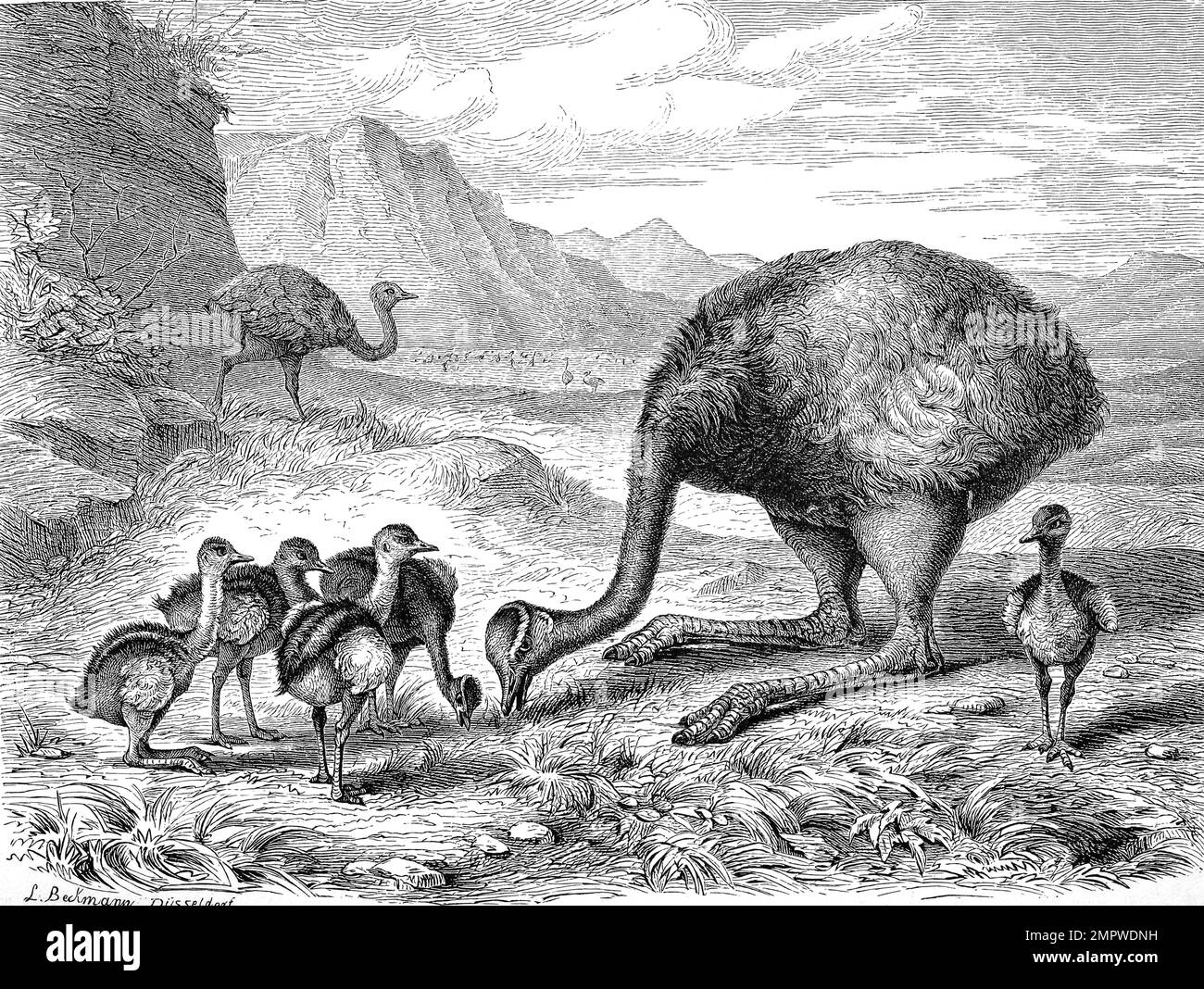 Vogel, Nandu, Großer Nandu, Rhea americana, flugunfähiger Vogel aus der Gattung der Nandus, Rhea ...