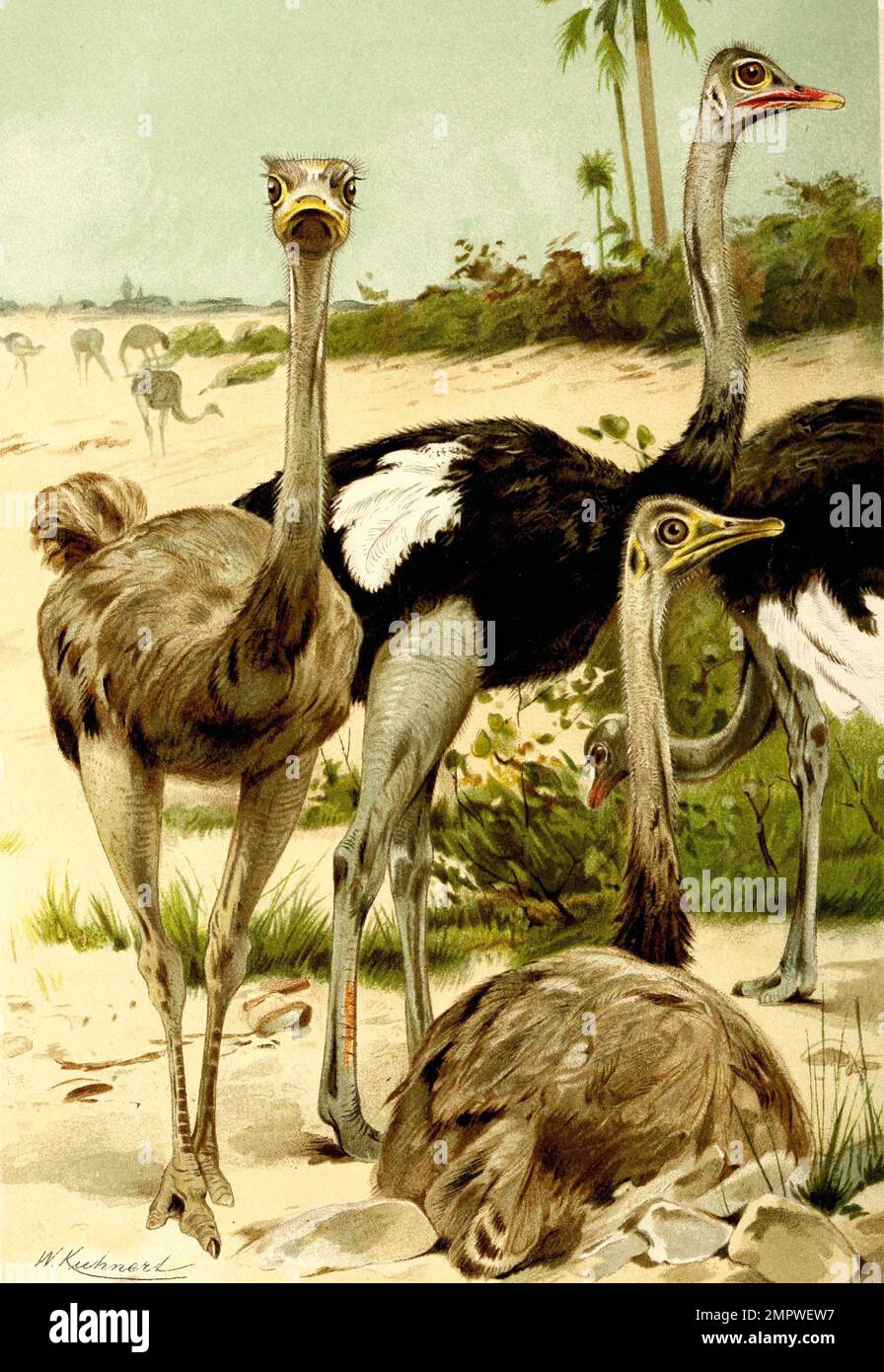 Vogel, Afrikanische Strauß, Struthio camelu, Vogelart aus der Familie ...