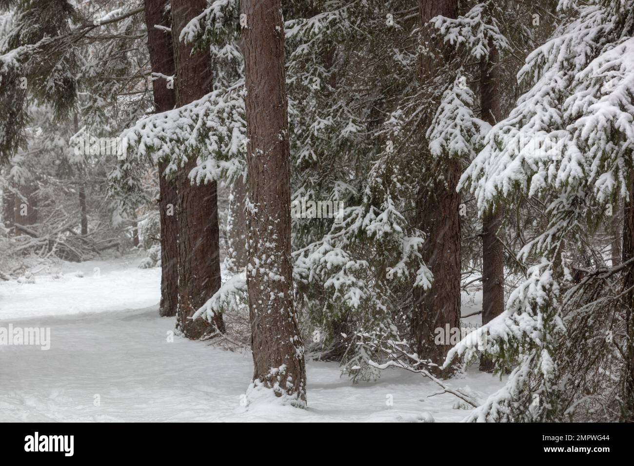 Piska Forest in winter weather, Poland Stock Photo - Alamy