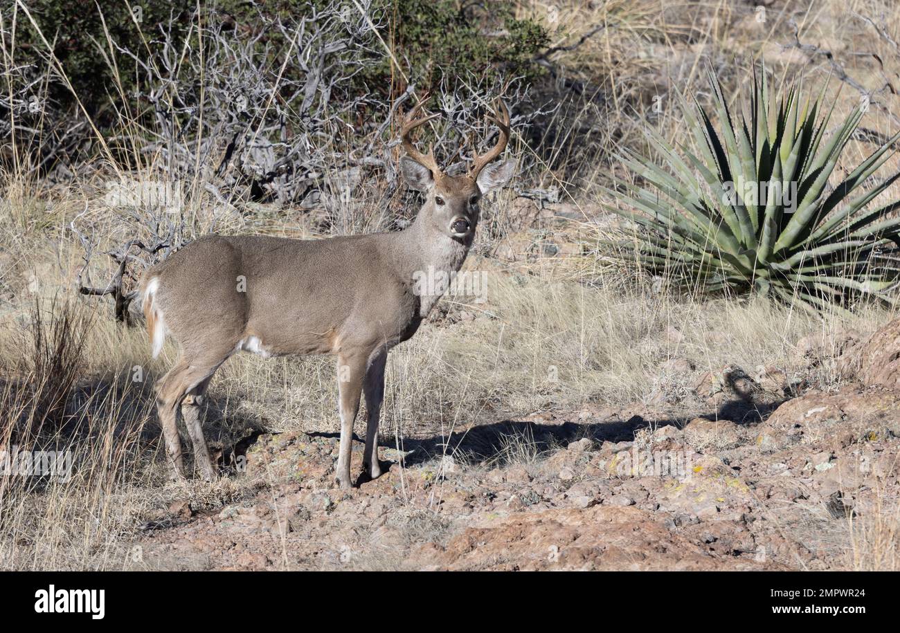 Coues Whitetail Deer Buck in the Chiricahua Mountains Arizona Stock ...