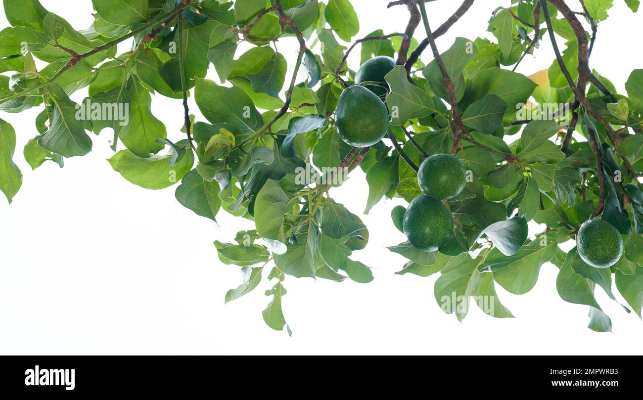 Fresh avocado plant on tree branch isolated on white background Stock ...