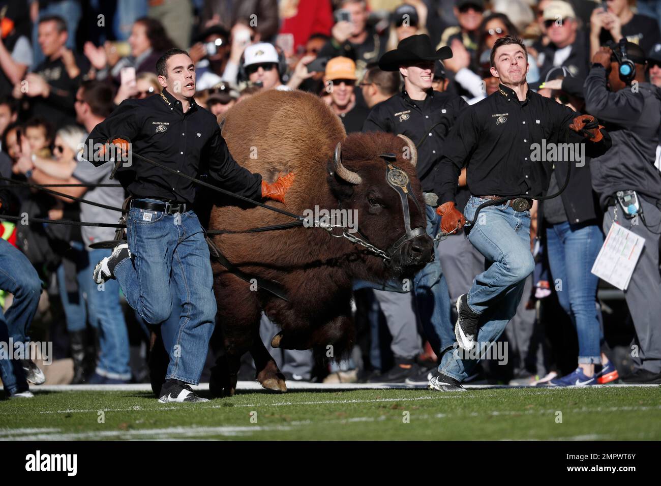 Handlers guide Colorado Buffaloes mascot Ralphie in ceremonial run ...