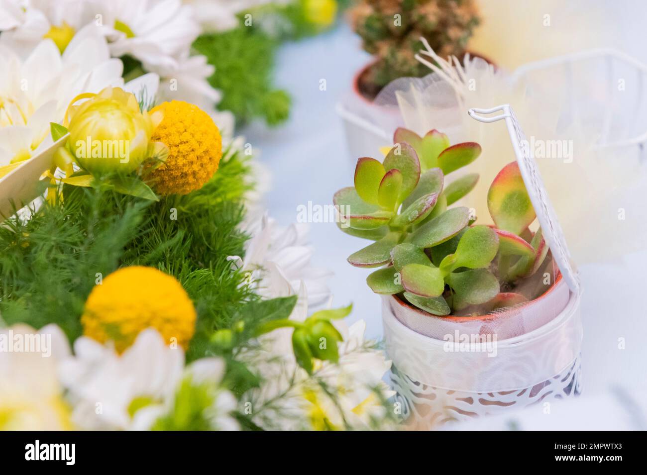 Fat plants hi-res stock photography and images - Alamy