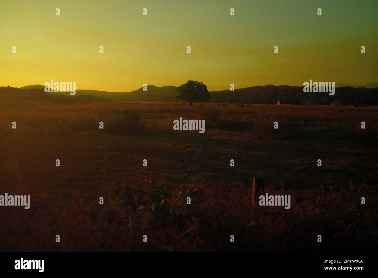 Single tree Oaxaca Farm Stock Photo - Alamy