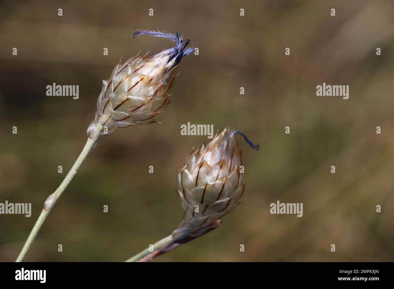 Cupids dart plant hi-res stock photography and images - Alamy