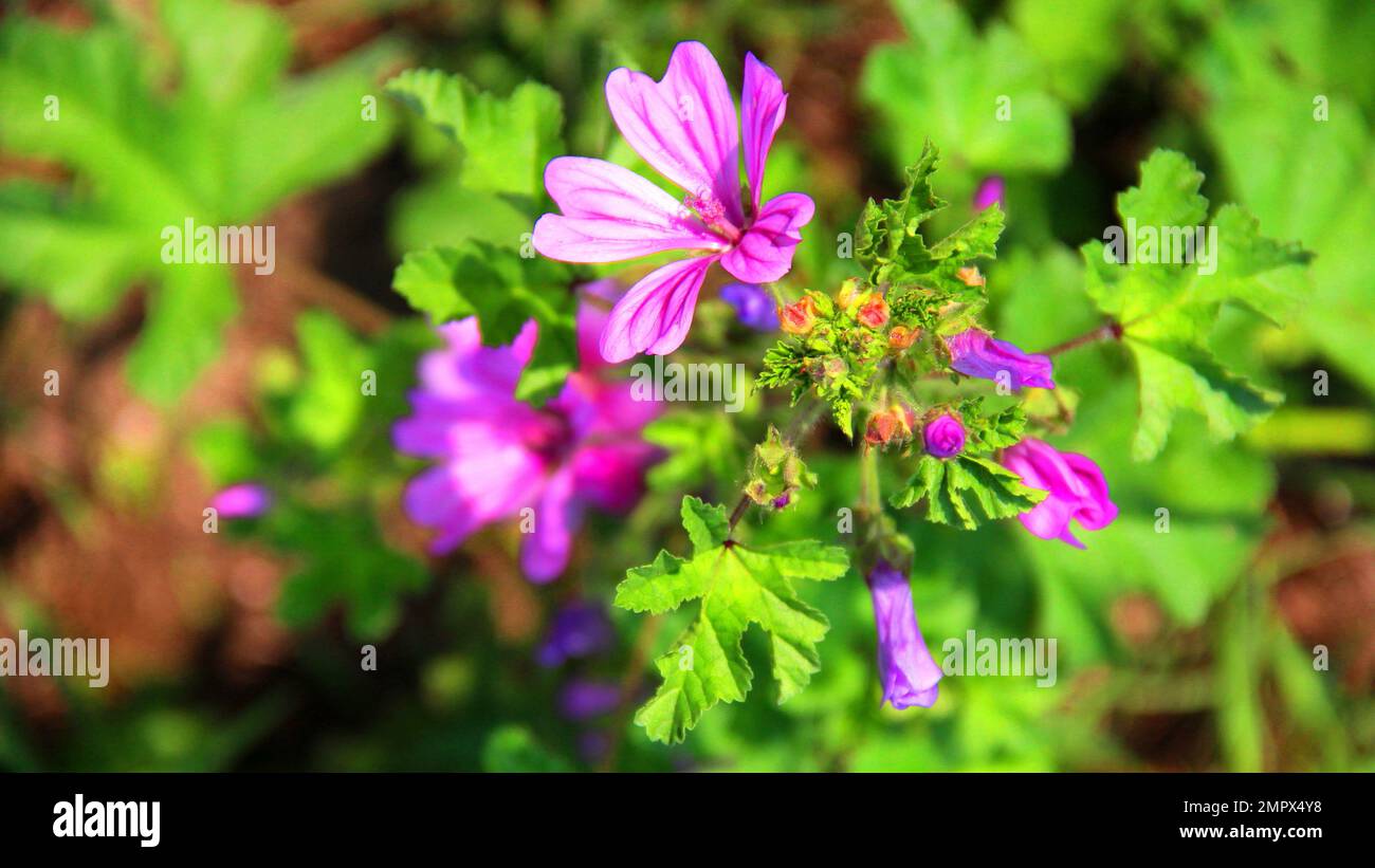 Malva plant hi-res stock photography and images - Alamy