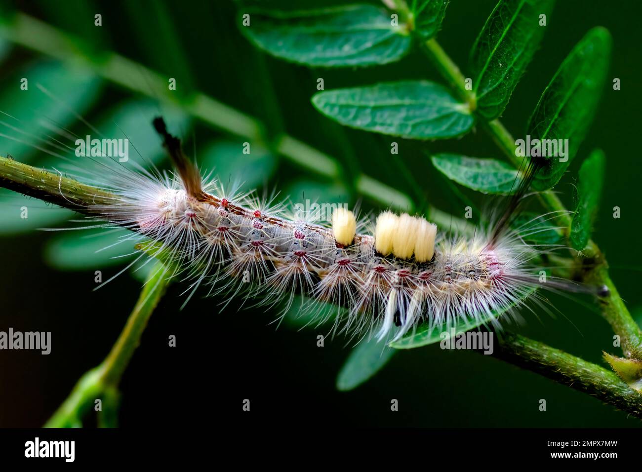 Brown Tussock Moth Caterpillar on the plant feeding on leaves. Used ...