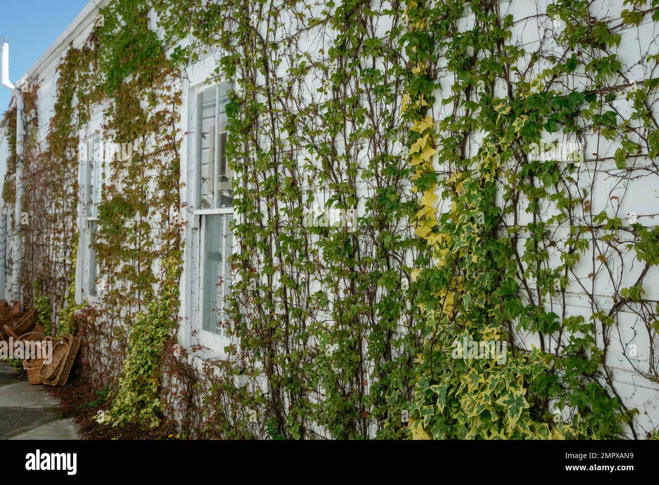 White exterior weatherboard wall on street with ivy and vines growing ...