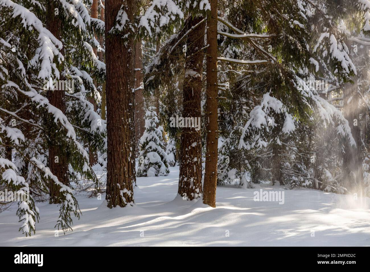 Piska Forest in winter weather, Poland Stock Photo - Alamy