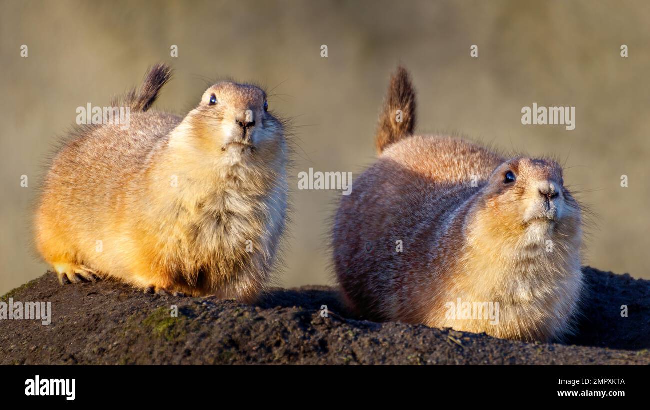Prairie dogs eating in the sun Stock Photo - Alamy