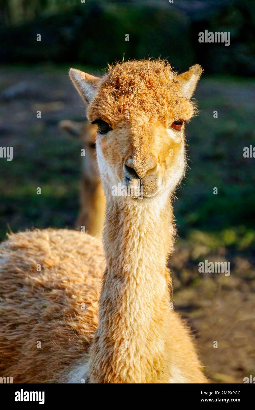 Vicuna family of lama and alpaca looking in the camera Stock Photo - Alamy