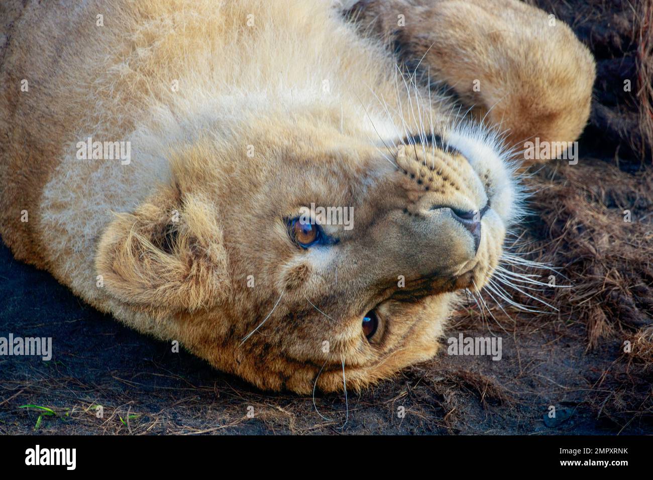 Baby lion posing hi-res stock photography and images - Alamy