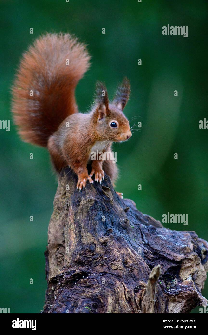 Coat of the red squirrel hi-res stock photography and images - Alamy