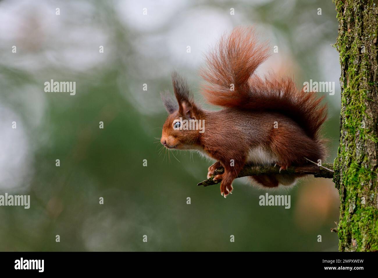 Sciurus vulgaris tail winter hi-res stock photography and images - Alamy