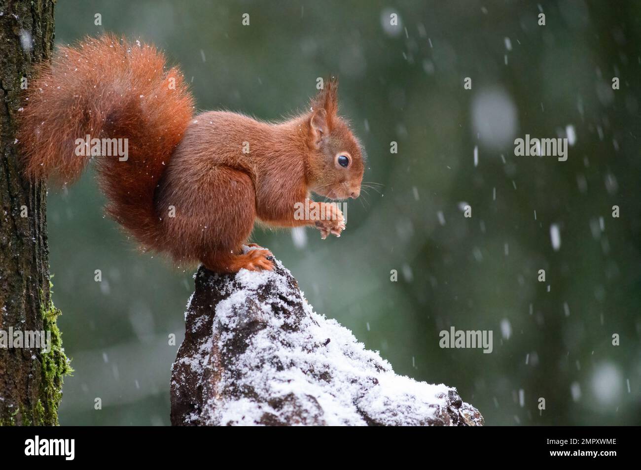Coat falling hi-res stock photography and images - Alamy
