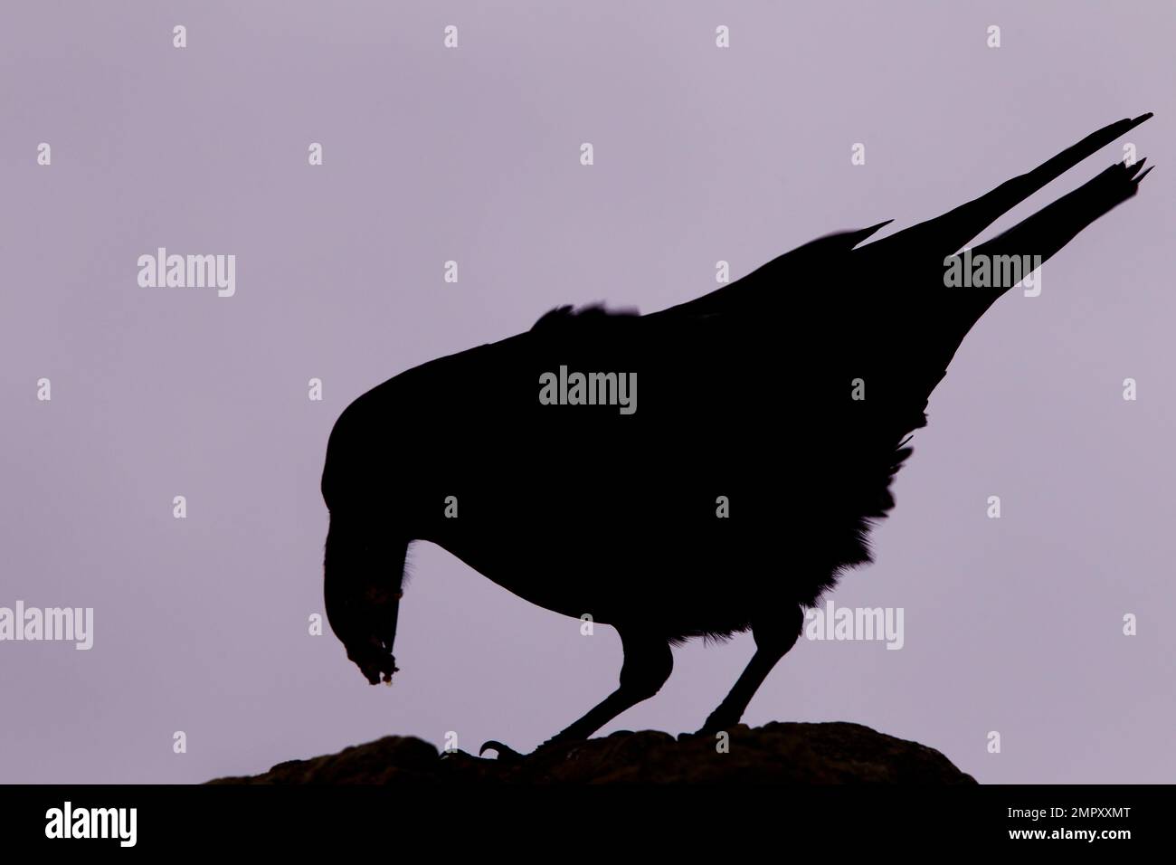 Silhouette of a Crow Stock Photo - Alamy