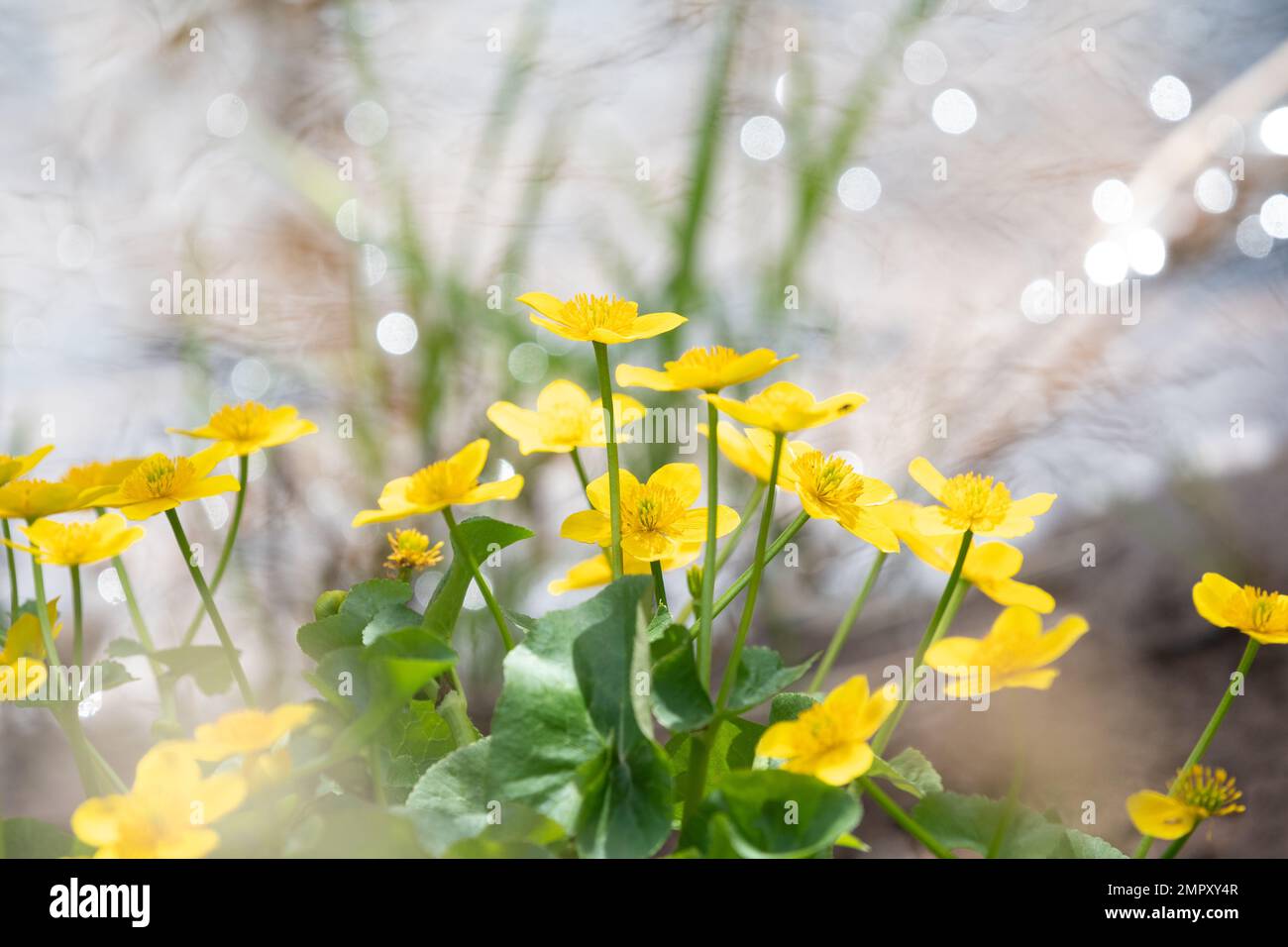 Marsh marigolds hi-res stock photography and images - Alamy